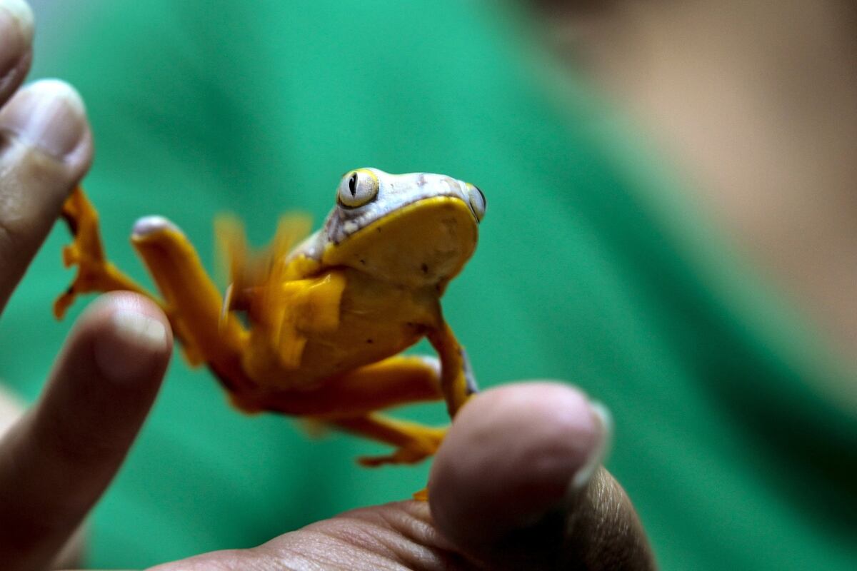 Ecuador investiga sapos para hallar medicinas naturales - La Nación