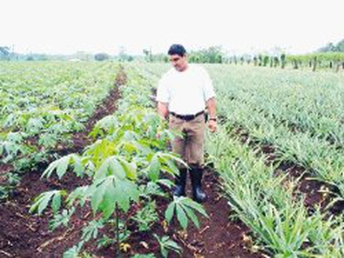 Prevén más cultivo de yuca en zonas del país - La Nación