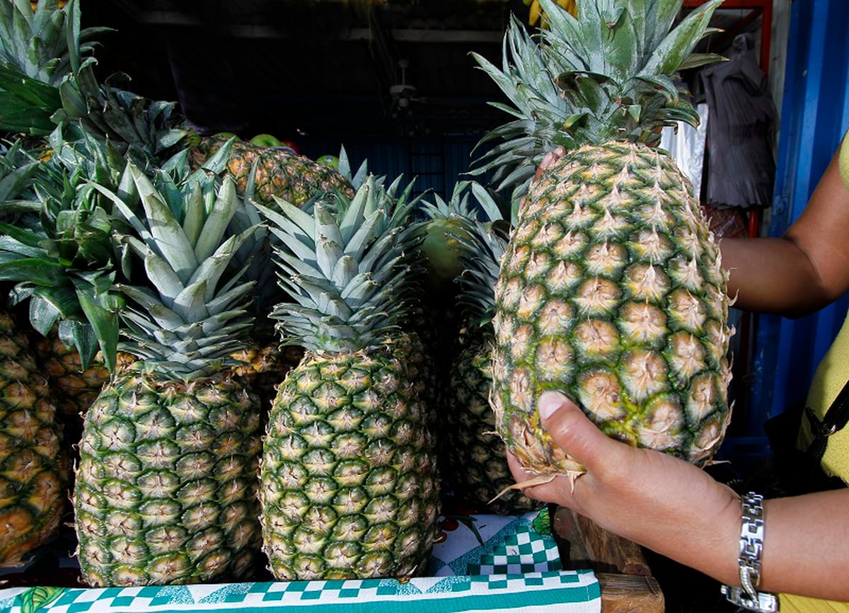 Producción de piña en Costa Rica enfrenta acusaciones por supuesto ...