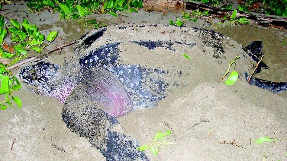 Tortugas baula y lora visitan costa del Pacífico costarricense - La Nación